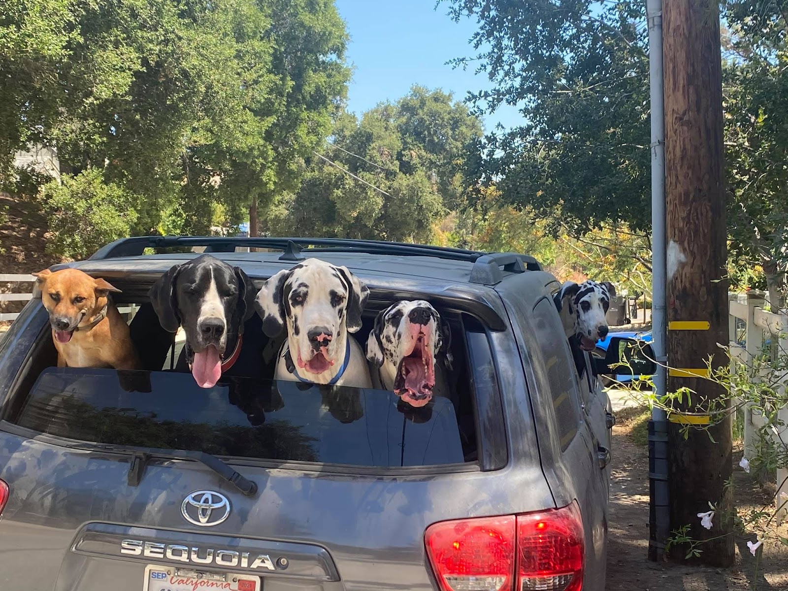 These Are The Best Cars For Large Breed Dogs These Are The Best Cars For Large Breed Dogs