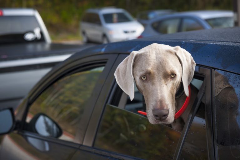These are the Best Cars for Large Breed Dogs
