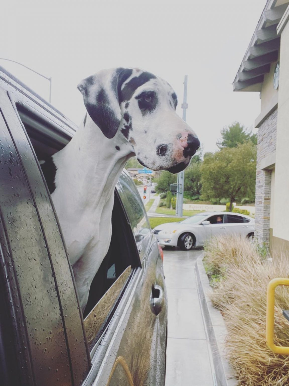 These are the Best Cars for Large Breed Dogs